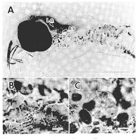 Figure 2 From Daily Growth Increments In The Larval Otolith Of The Japanese Eel Anguilla