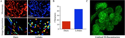 The Mcf10a Stem Cell Model Exhibits Multi Lineage Mammary Download Scientific Diagram