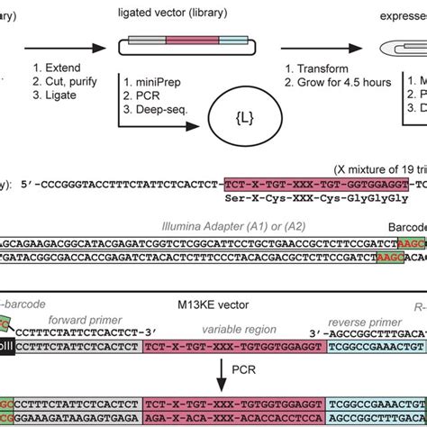 Workflow Of The Paired End Processing Pipeline The Matlab Script