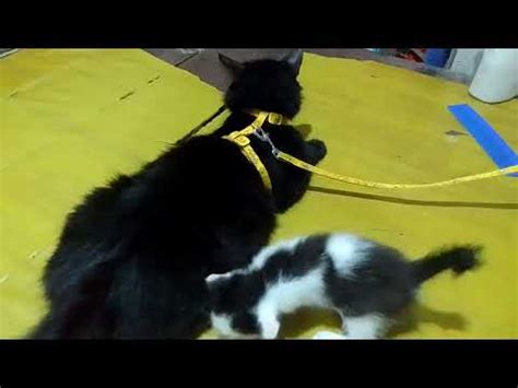 Di Rekam Malah Nelek Youtube