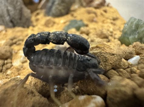 Help Sexing R Scorpions