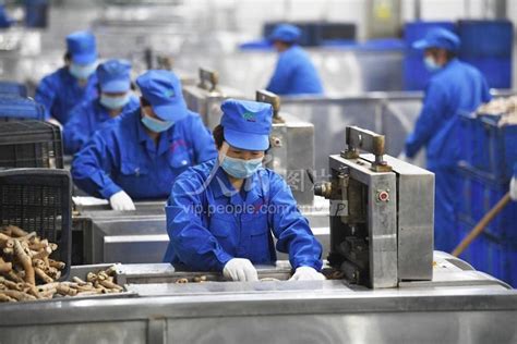 安徽亳州中药饮片生产忙 人民图片网