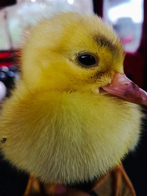 Patio Amarillo Photo Gratuite Sur Pixabay Pixabay