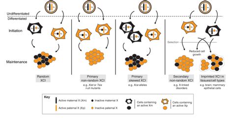 Random And Non Random X Inactivation Both The Paternal Xp Orange