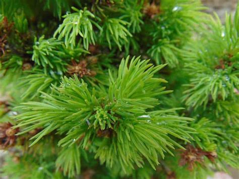 Dwarf Alberta Spruce Root System Full Overview World Of Garden Plants