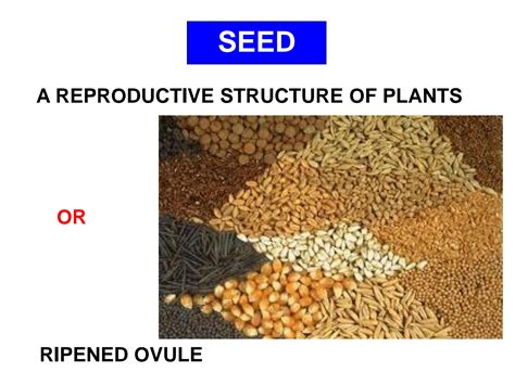 Solution 10 Seed Types Studypool Solution 10 Seed Types Studypool