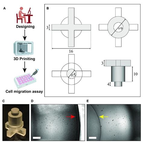 Designing 3d Printing And Use Of Cell Inserts In Cell Migration Assay Download Scientific