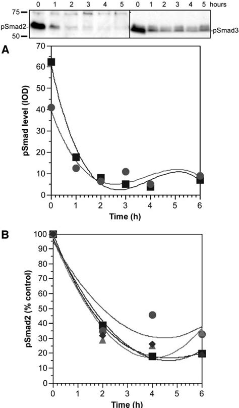 Dephosphorylation Of Activated R Smads A Bxpc 3 Cells Were Treated Download Scientific