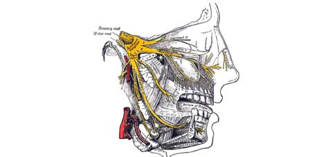 A Classic Anatomical Drawing Of The Trigeminal Nerve Fig 778 Grey Download Scientific