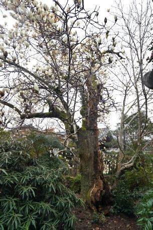 大徳寺のハクモクレン 巨樹樹の国日本