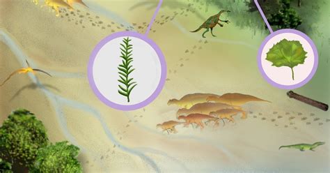 Xterraspace Fossil Evidence Show Large Angiosperm Trees In N America