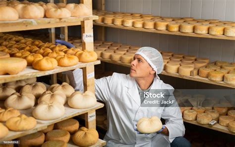 잘 생긴 치즈 메이커는 작은 지하실에 서 염소 치즈의 노화 과정을 확인 종이의 흰 조각에 숫자는 치즈가 숙성 챔버에 넣어 때