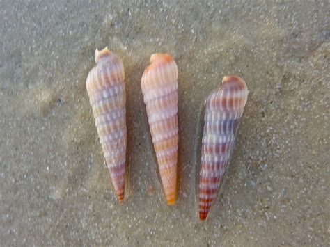 Auger Shell ~ Auger Tool Image