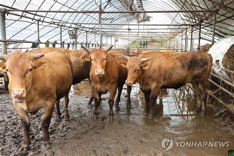 해남 축사서 소 63마리 의문의 폐사…경찰 원인 조사 연합뉴스