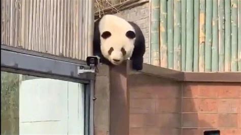 爱好“越狱”、绝活一字马，我是熊猫界的社牛：“西直门三太子”萌兰 知乎