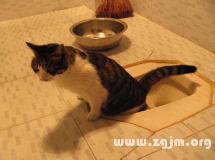 梦见把猫头拧断了 梦见自己把猫头剁了 梦到自己把猫头了 大山谷图库