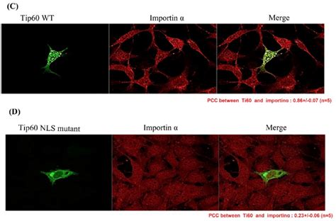 the subcellular localization of exogenous nls mutant a hek293 cells