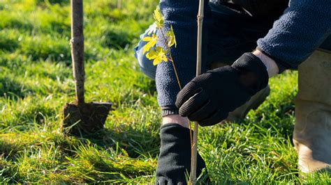 How Planting Trees Can Fight Flooding And Improve Your Soil Country Life