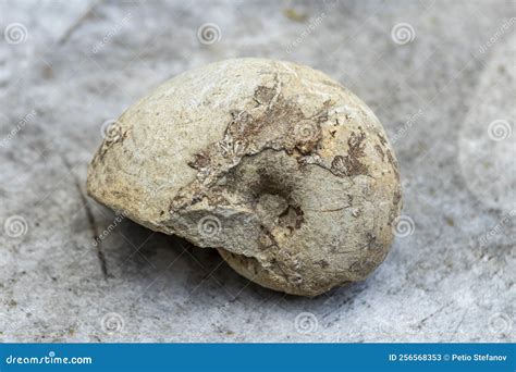 Fossil Of A Large Snail Stock Image Image Of Extinct 256568353