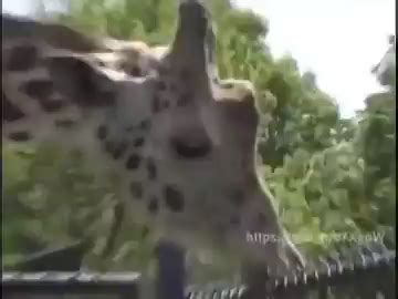 BJ Noma Sex Relationships Kenya Talk