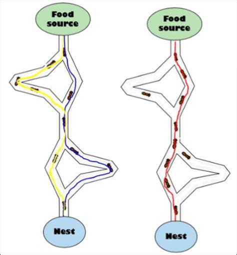finding the optimal path in the ant optimization algorithm as a swarm