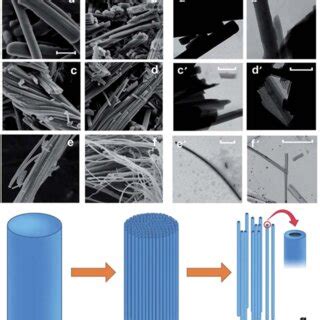 SEM Left Scale Bar Equal To Nm And TEM Right Scale Bars Mm Download Scientific