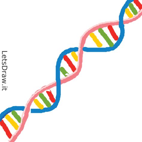 How To Draw String Of DNA Msdcox Pz Png LetsDrawIt