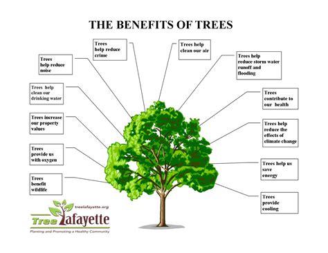 Information About Trees Tree Lafayette