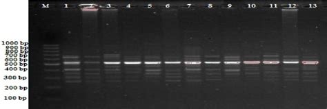 Figure 1 From The Effect Of Mammalian Sex Hormones On Polymorphism And