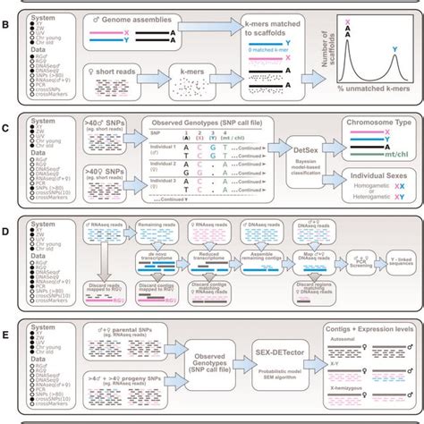 Available Methods For Sequencing Sex Chromosomes See Box 1 For More