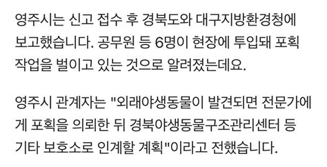 경북 영주시에 내린 악어 주의보 유머 움짤 이슈 에펨코리아