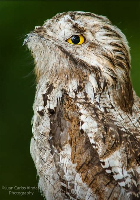 50 Best Potoo Birds Live In South America And Camouflage Themselves On