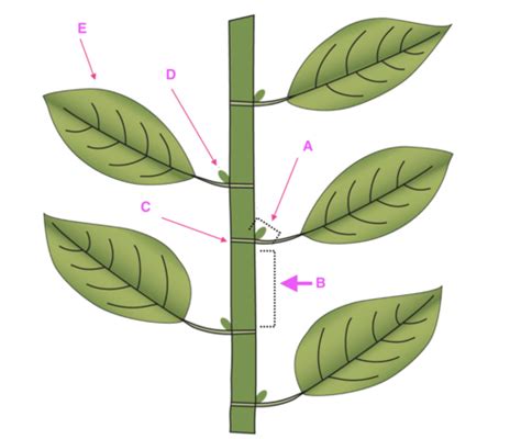 Dendrology Week 1 Terminology Flashcards Quizlet