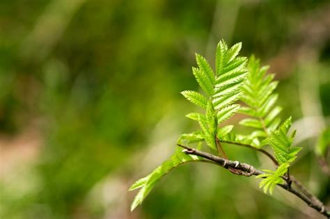 Free Photo Close Up On Green Leaves In Nature