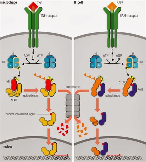Nf Kb途徑 Nf Kb Pathway 小小整理網站 Smallcollation