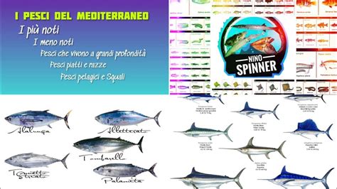 I Pesci Del Mediterraneo Pesci Pelagici Pesci Che Vivono A Grandi