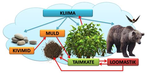 Levik Ja Kasvukoht Bioloogia 8 Klass Taskutark