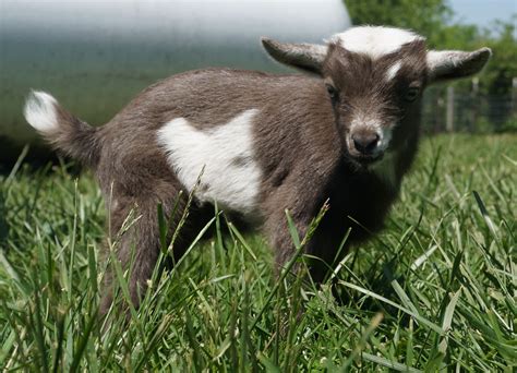 Chocolate Gold Nigerian Dwarf At Joel Gsell Blog
