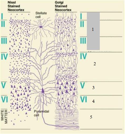 Unit 1 Diagram 13 Layers Of Neocortex Diagram Quizlet Unit 1 Diagram 13 Layers Of Neocortex Diagram Quizlet