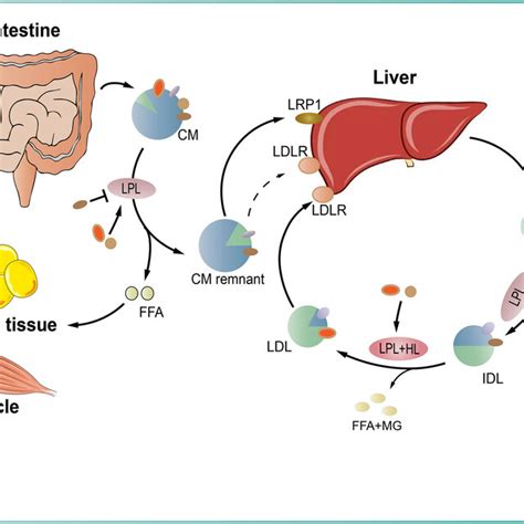 Triglyceride Rich Lipoprotein Metabolism Triglyceride Rich