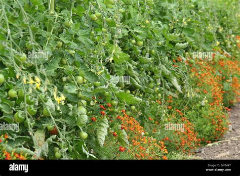 Organic Tomatoes Growing In A Polytunnel Alongside Marigold Companion