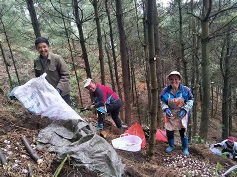 毕节织金县珠藏镇林下空间再利用 天麻种植助振兴 土地 村民 农户