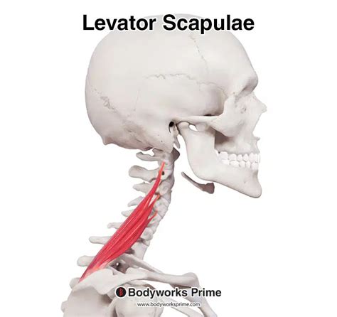 Levator Scapulae The Definitive Guide Biology Dictionary