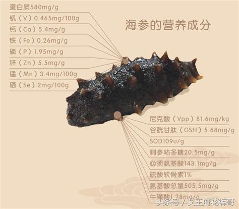 最全海參的功效與作用及禁忌 海參的營養價值有哪些 每日頭條