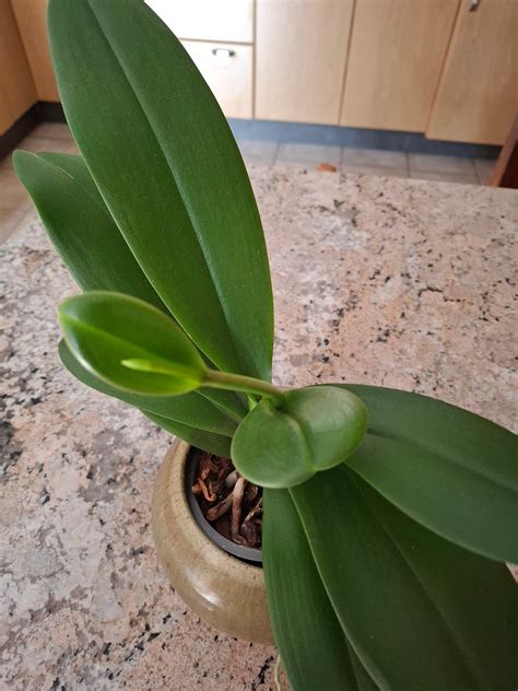 Orchids Tips And Tricks What Is Happening To This Orchid