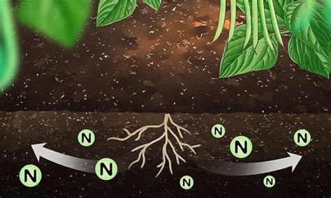 The Essential Effect Of Nitrogen On Plants Vivosun