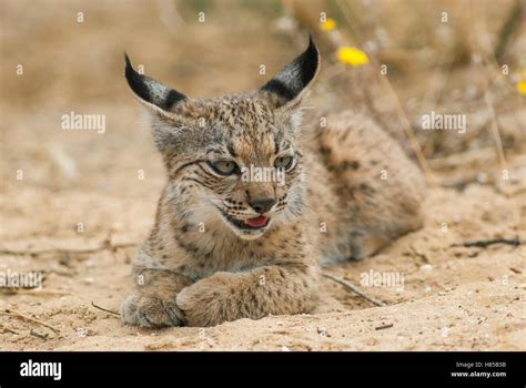 Spanish Lynx Lynx Pardinus Kitten Native To Iberian Peninsula Stock