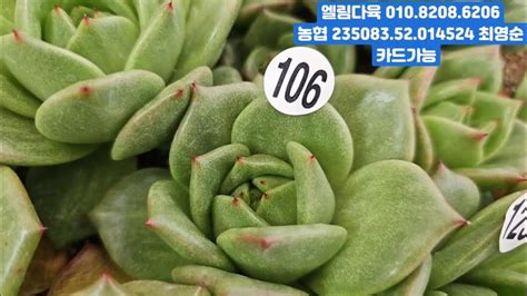 622금 엘림다육 금다육 식물 Youtube