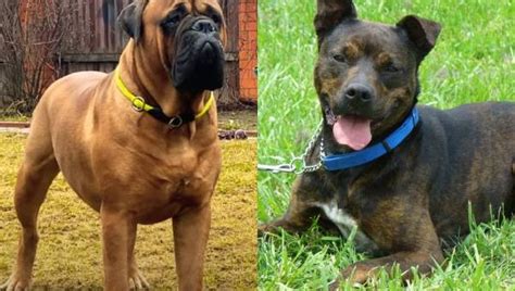 Bullmastiff Pit Mix Temperament And Traits Of Bullmastiff Pitbull Mix
