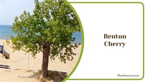 Flowering Trees For Zone That Are Must Haves For Any Avid Gardener Plant America